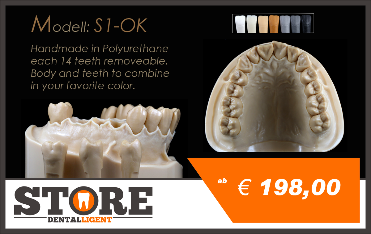 Dentalligent.store | DEMO Modell S1 - OK - each 14 teeth removeable ...